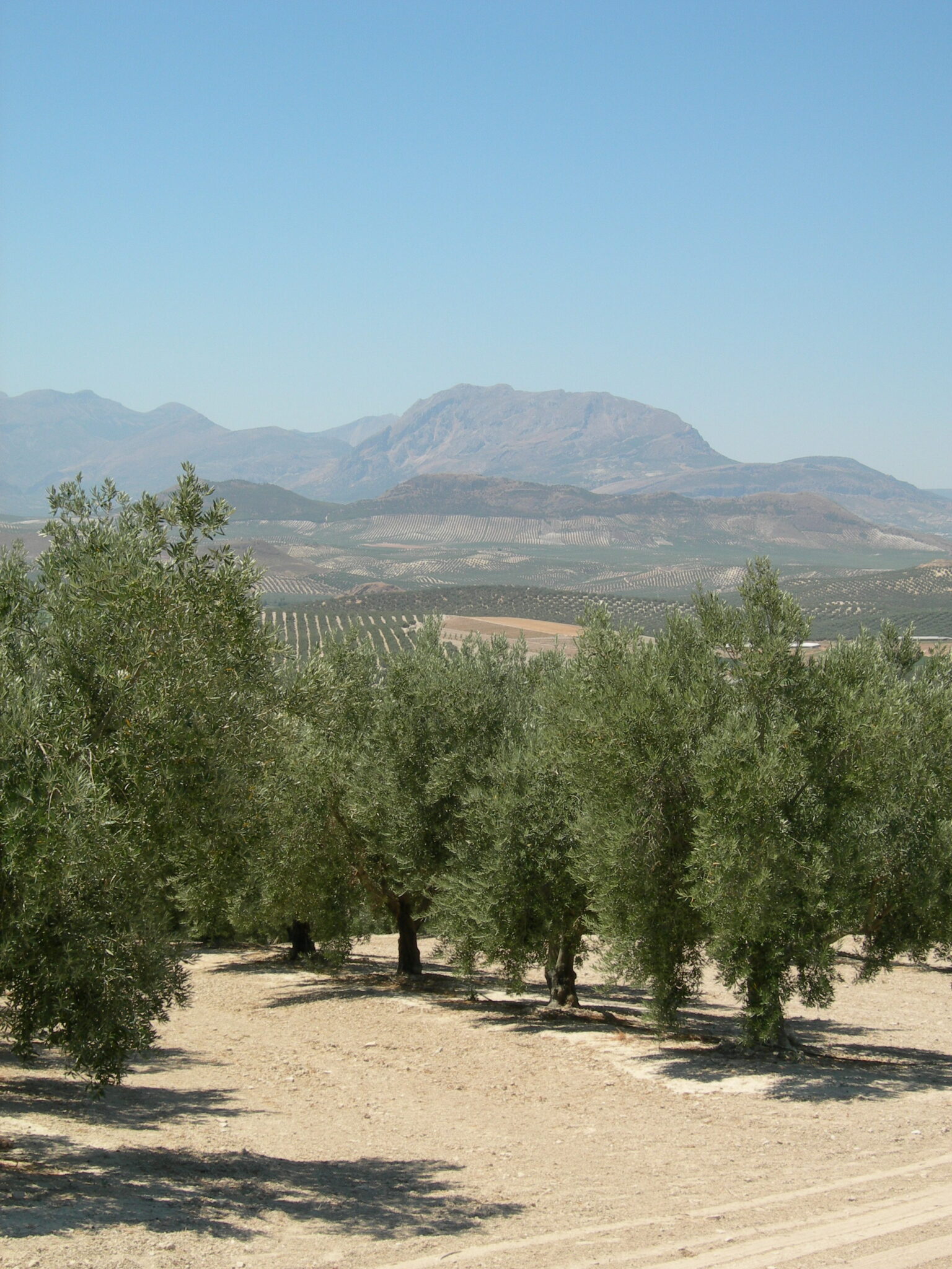 High-quality Olive Oil from Spain and Tunisia | IFFCO Olive Oil